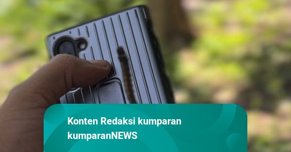Heboh Fenomena Ulat Jati Hantui Pemotor di Gunungkidul | kumparan.com